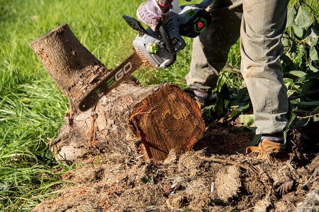 Caring For Your Shrubs And Trees The Right Way - The Boiler Room